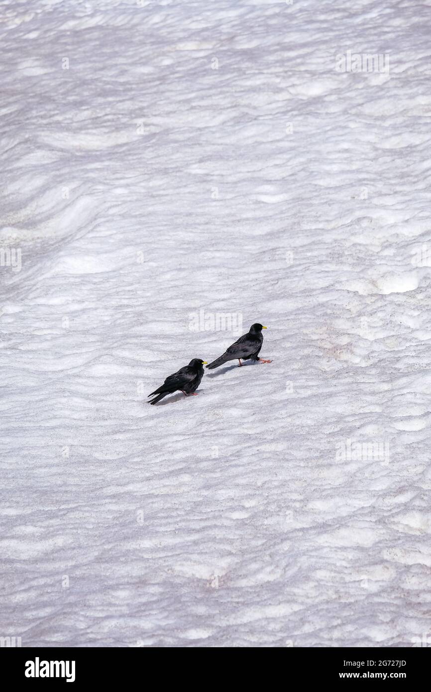 Black birds in the alps hi-res stock photography and images - Alamy