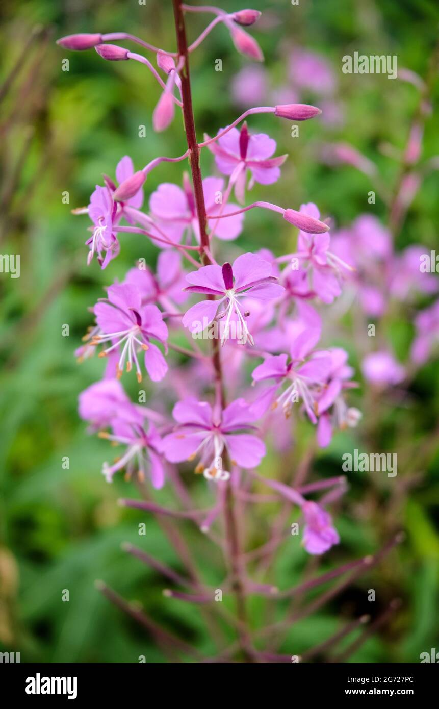 Saint anthonys laurel hi-res stock photography and images - Alamy