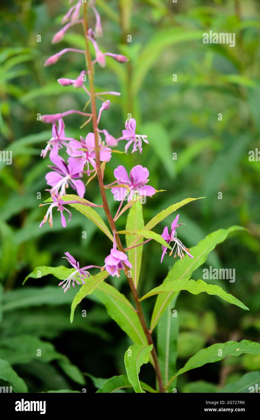 Chamaenerion angustifolium, known as fireweed, great willowherb or rosebay willowherb in a ...