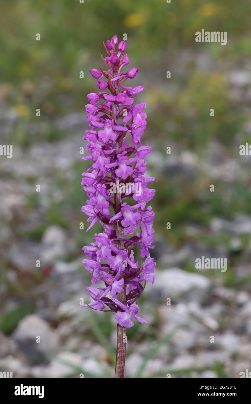Fragrant Orchid Gymnadenia conopsea at Minera Quarry Nature Reserve, nr ...