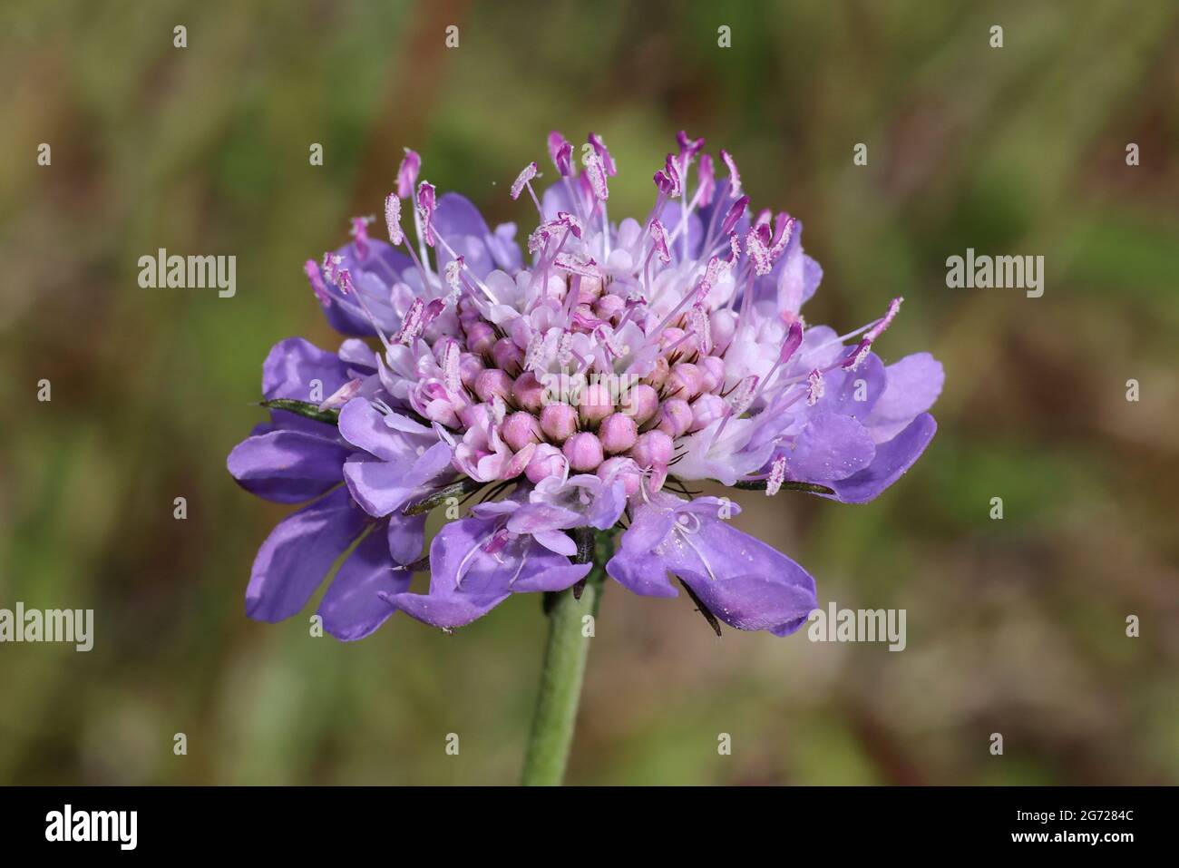 Field Scabious Knautia arvensis Stock Photo - Alamy