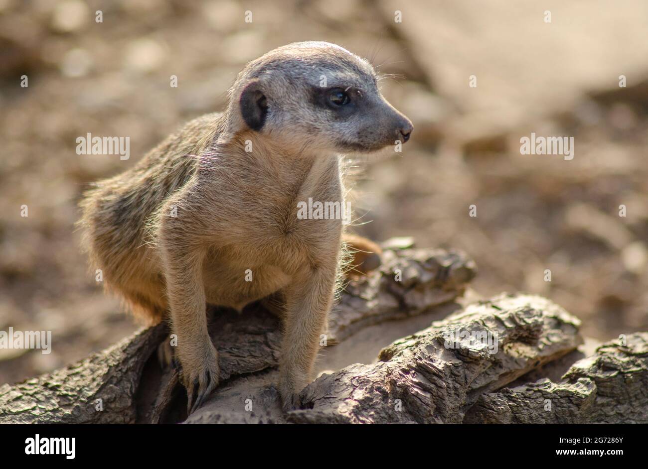 Tiere fauna hi-res stock photography and images - Alamy