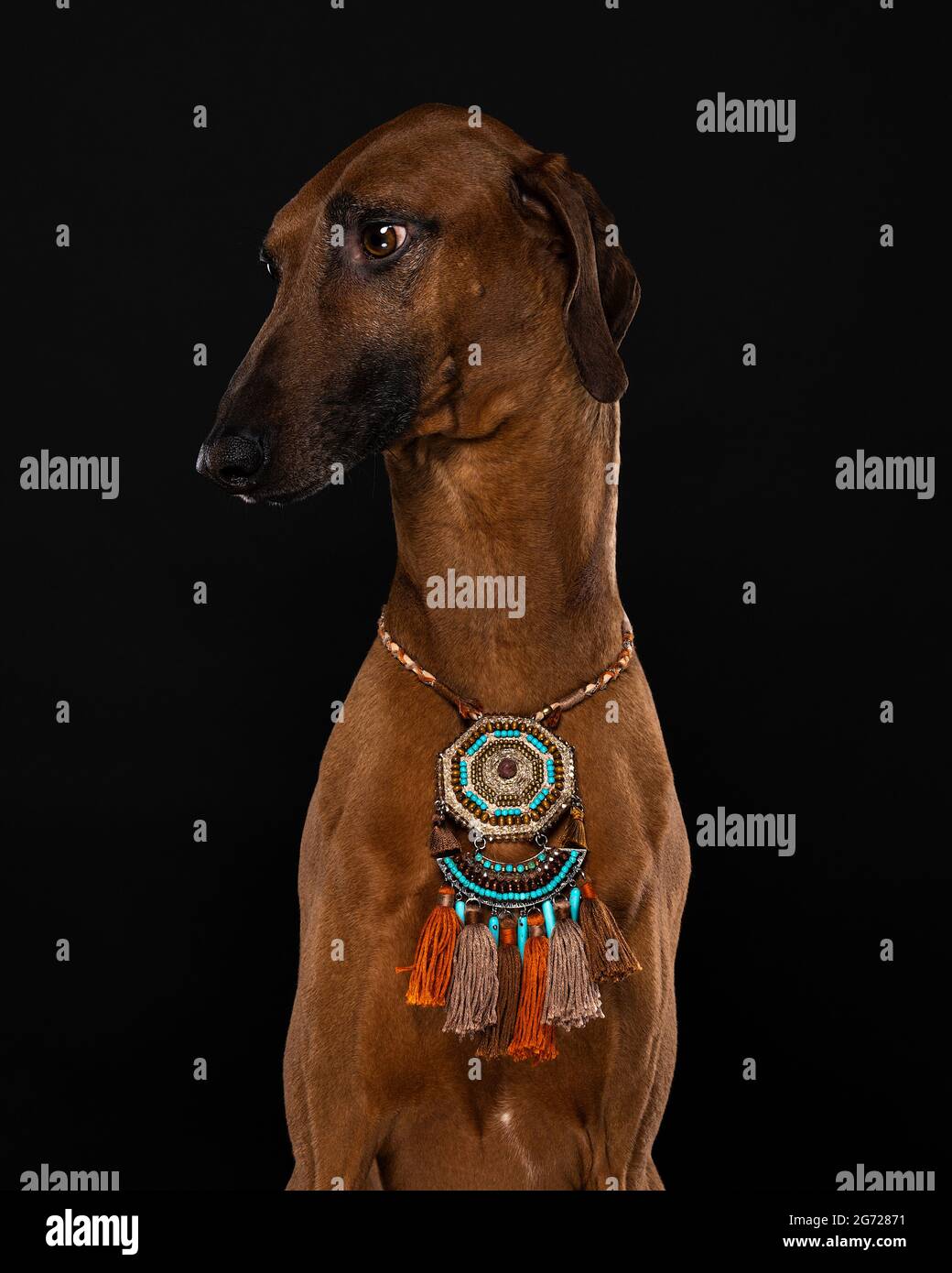 A Portrait of a Azawakh dog an afrikan dog breed which is tall and slim ...