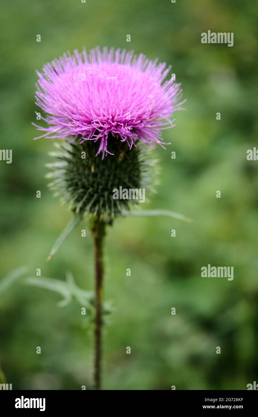 Bull thistle hi-res stock photography and images - Alamy