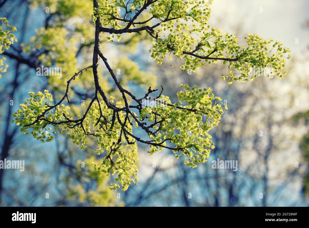 Blooming of maple tree Stock Photo - Alamy