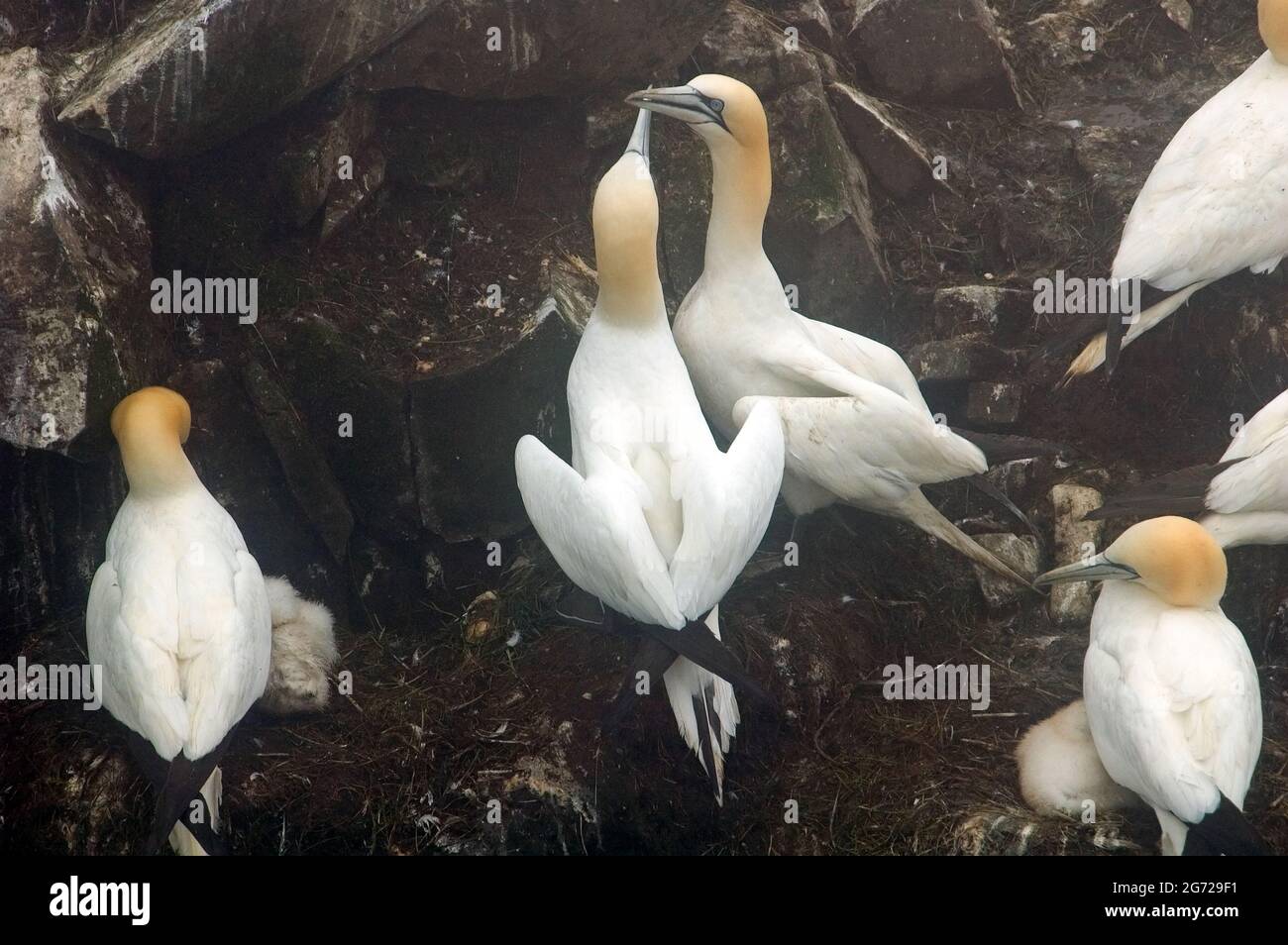 Northern gannet (Morus bassanus) Breeding colony Stock Photo - Alamy