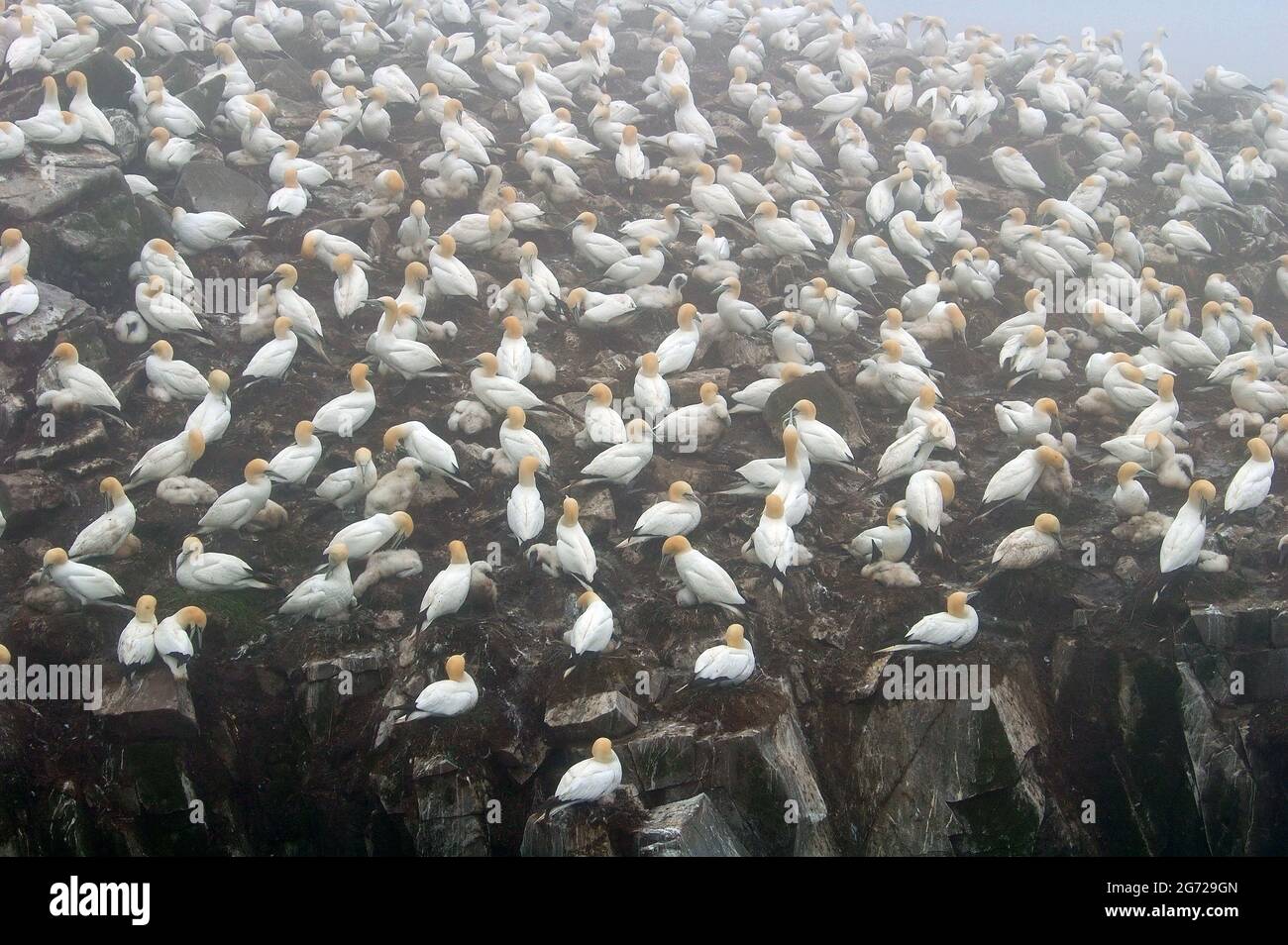 Northern gannet (Morus bassanus) Breeding colony Stock Photo - Alamy