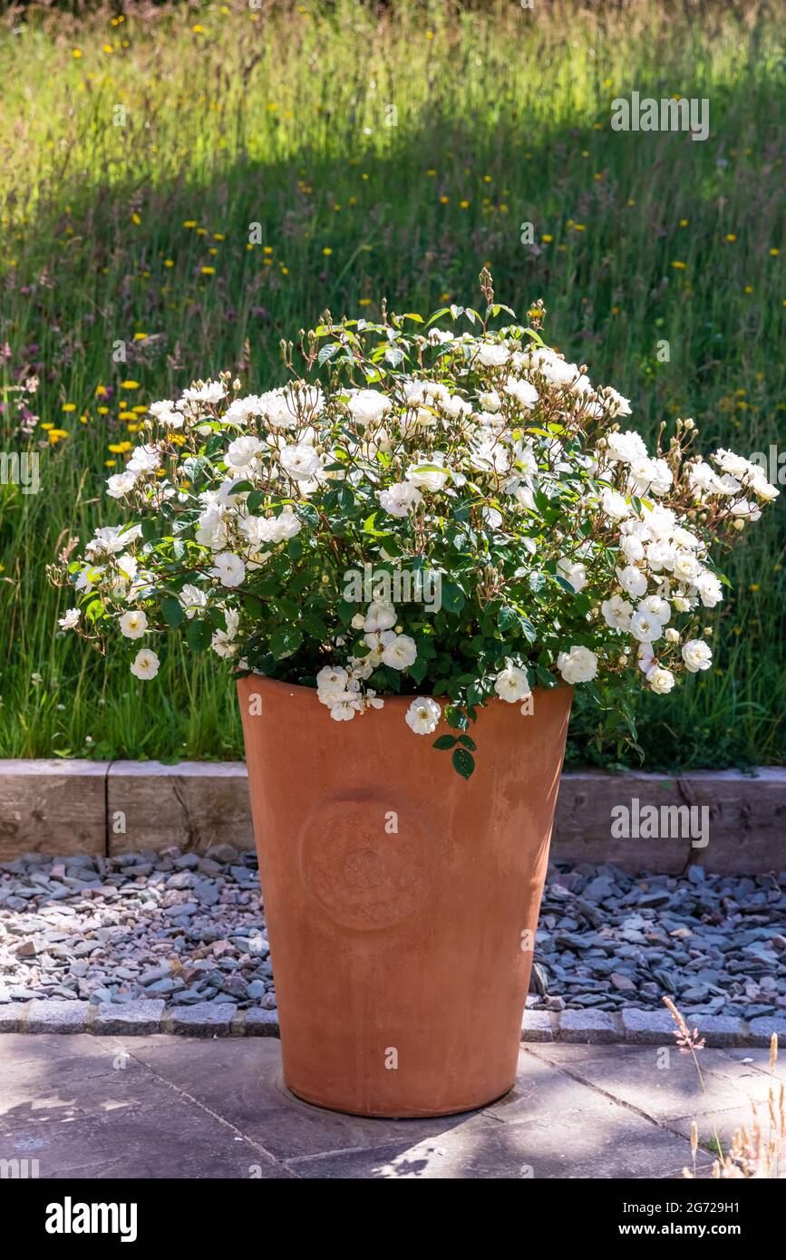 Small flowering white rose shrub in tall terracotta planter on a patio ...