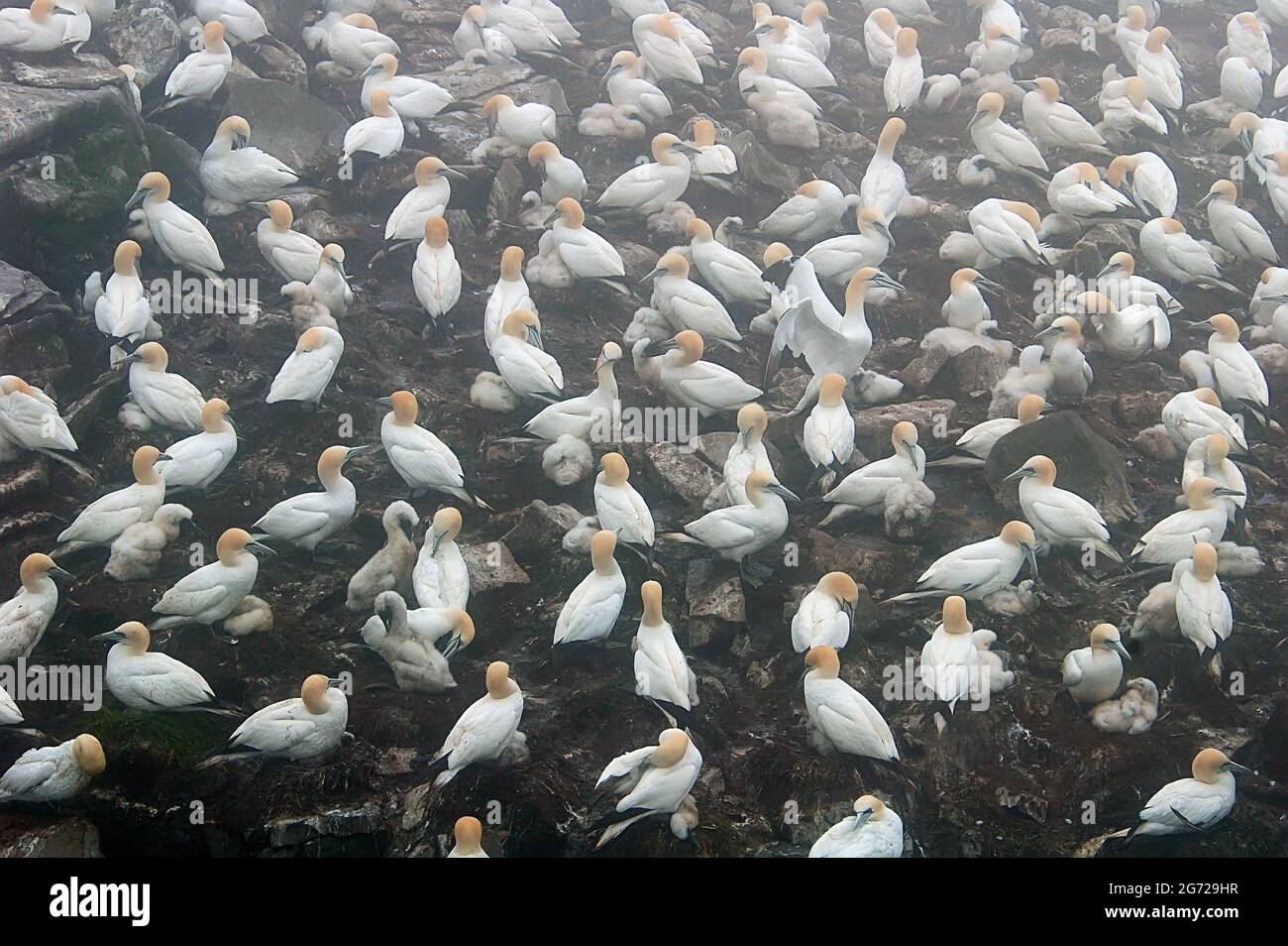 Large breeding colony hi-res stock photography and images - Alamy