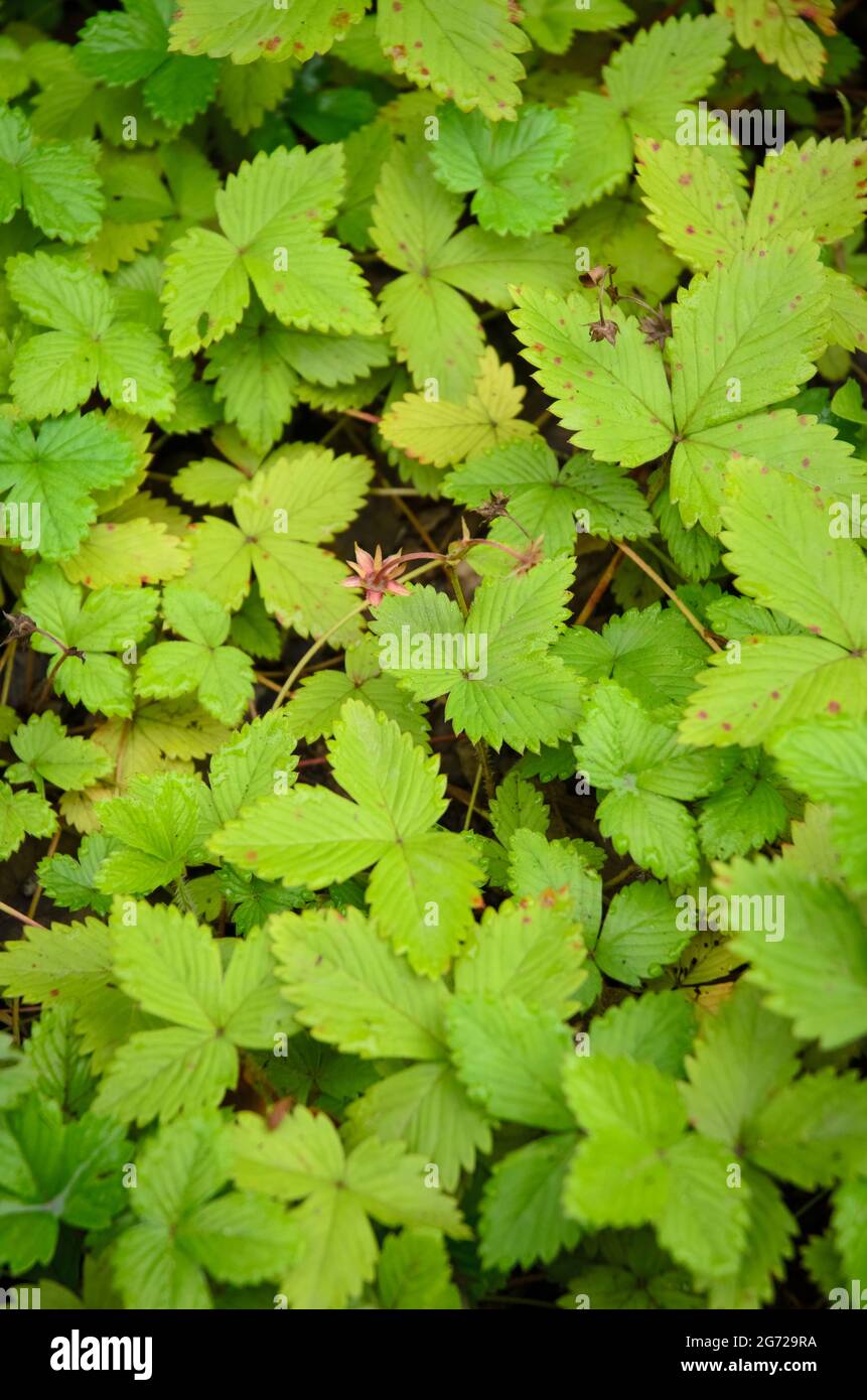 Fragaria rosaceae hi-res stock photography and images - Alamy