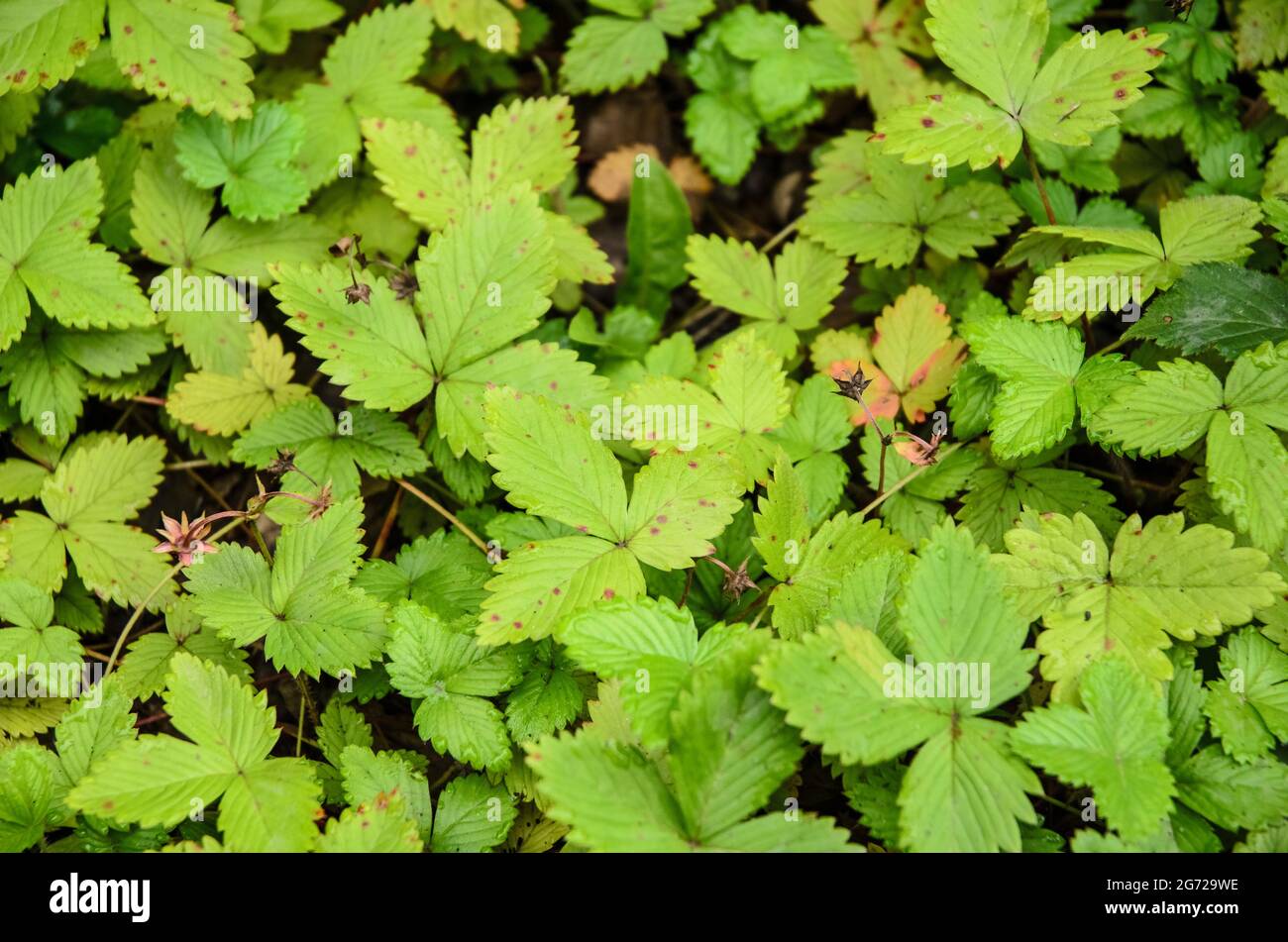 Margins of forest hi-res stock photography and images - Alamy
