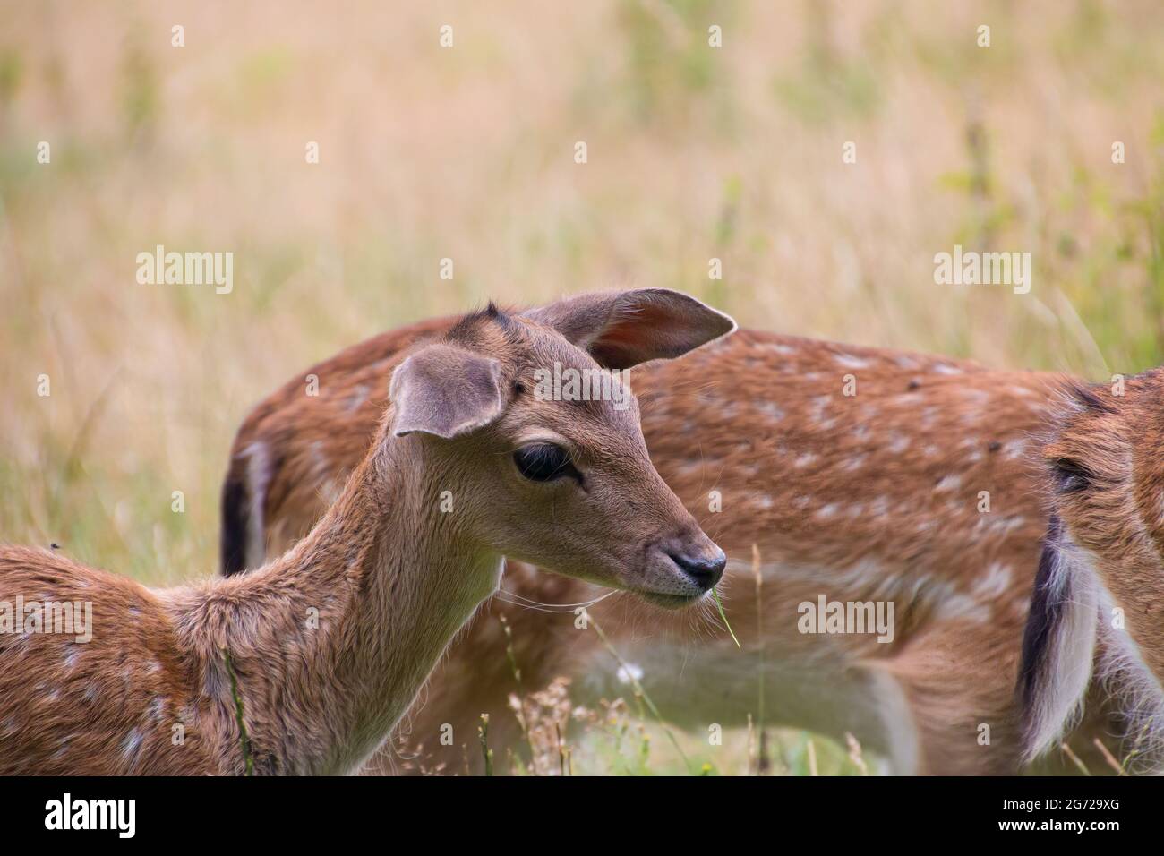 Fawn with spots hi-res stock photography and images - Alamy
