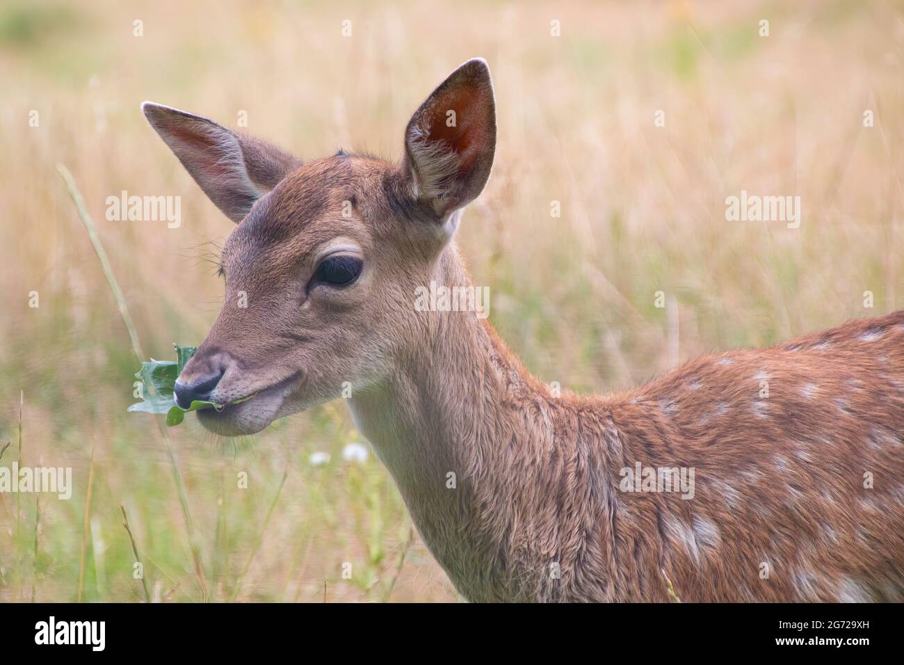 Fawn with spots hi-res stock photography and images - Alamy
