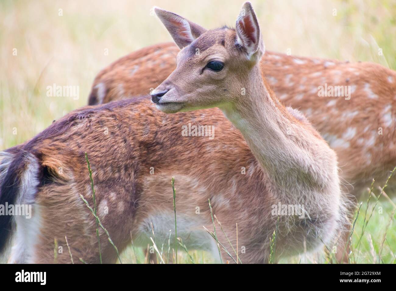 Fawn with spots hi-res stock photography and images - Alamy