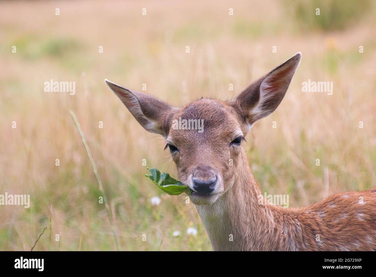 A white-tailed deer fawn with spots eating leaf and looking weird Stock ...