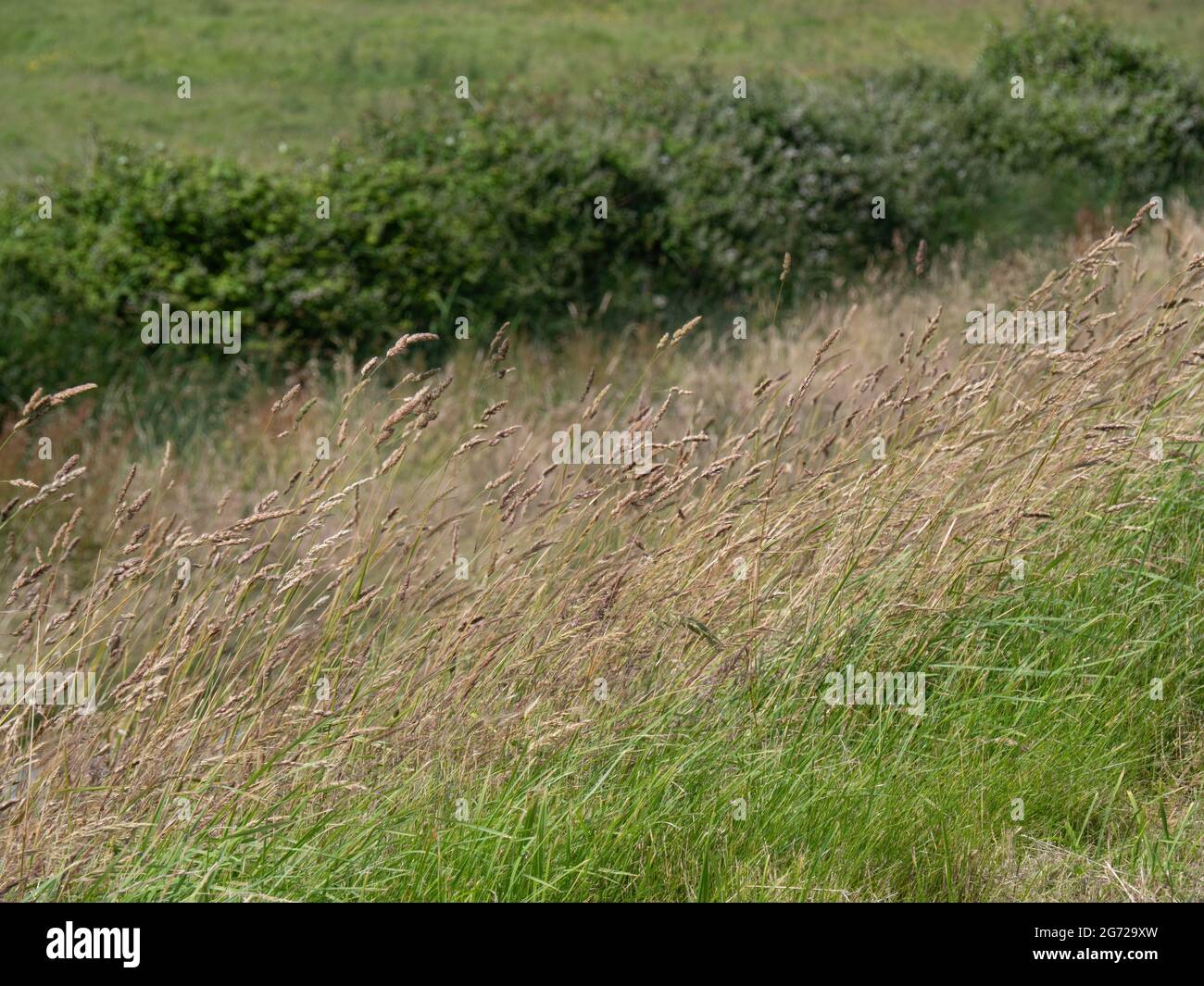 Grass, blowing in the wind. Nature background Stock Photo - Alamy