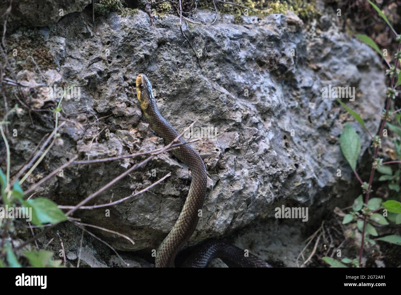 Venomous snake areas hi-res stock photography and images - Alamy