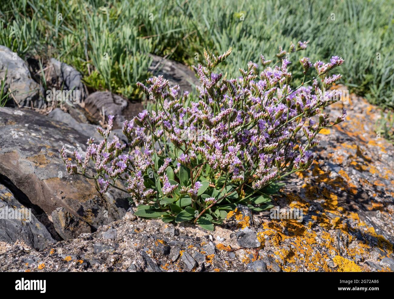 Limonium vulgare flower in flower in July on salt-rich coast of North ...