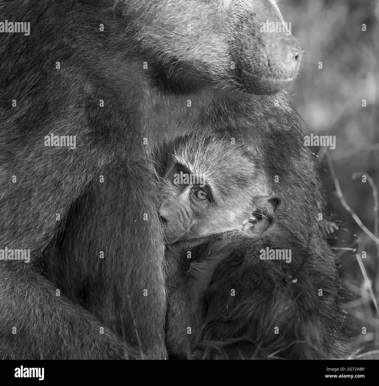 Papio species Black and White Stock Photos & Images - Alamy