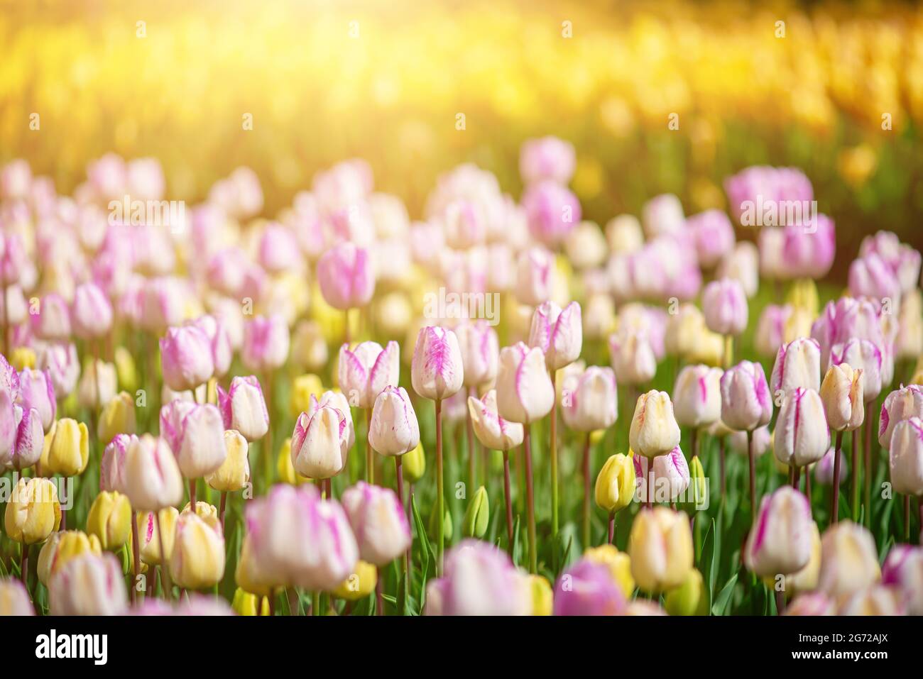 Multicolored tulip flowers Stock Photo - Alamy