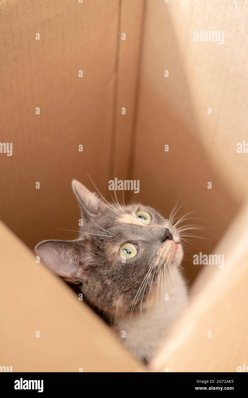 Head of a curious cat that has climbed into a cardboard box and looks ...