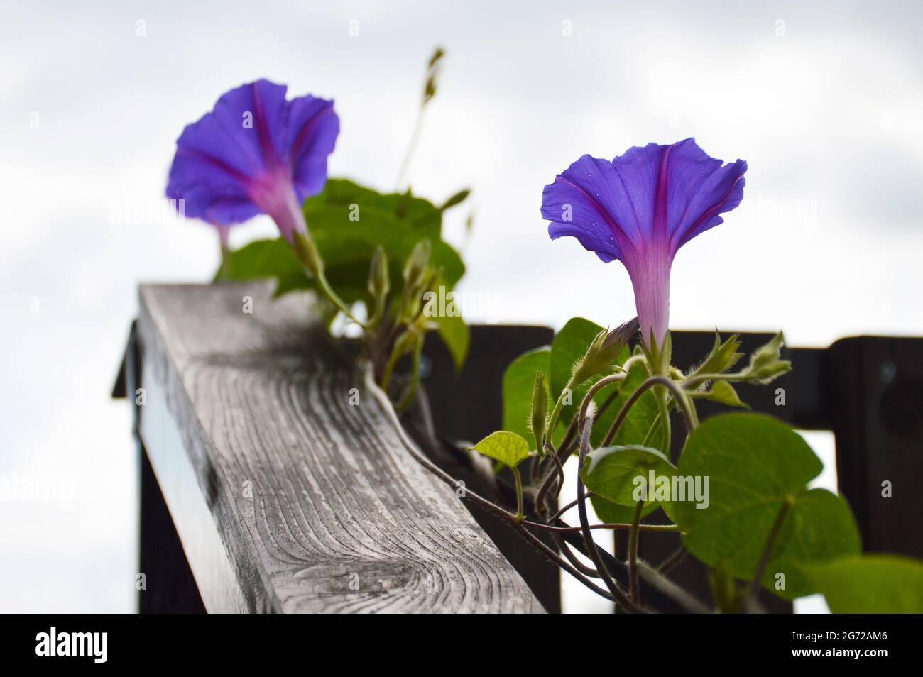 Winding flower vines hi-res stock photography and images - Alamy