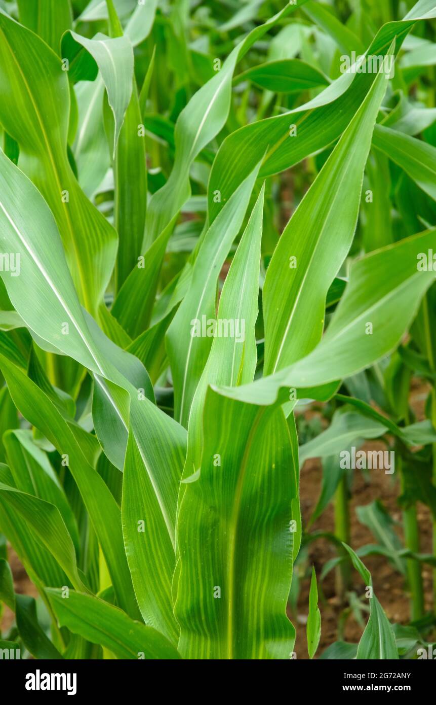 Maize plantation hi-res stock photography and images - Alamy