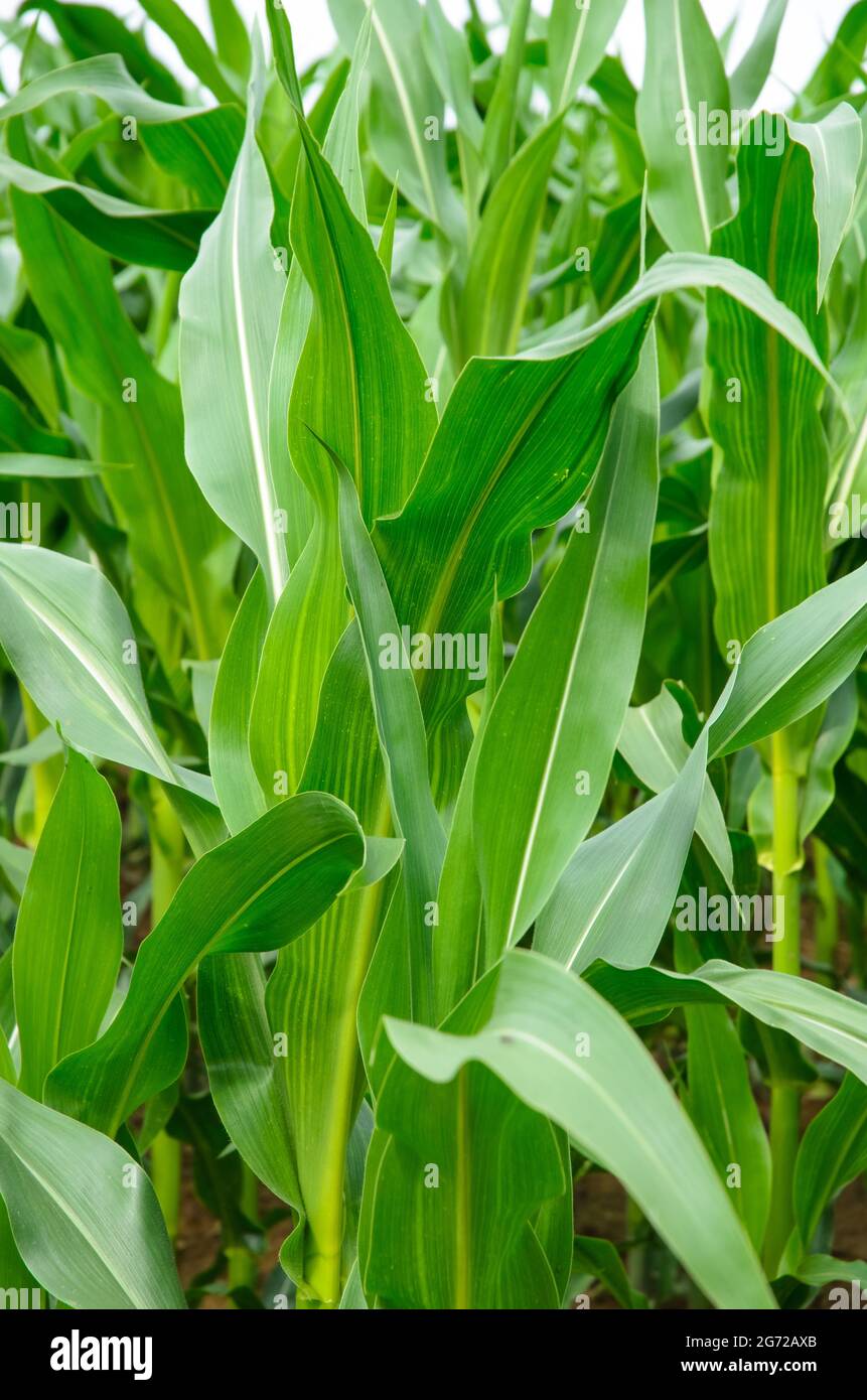 Growing maize hi-res stock photography and images - Alamy