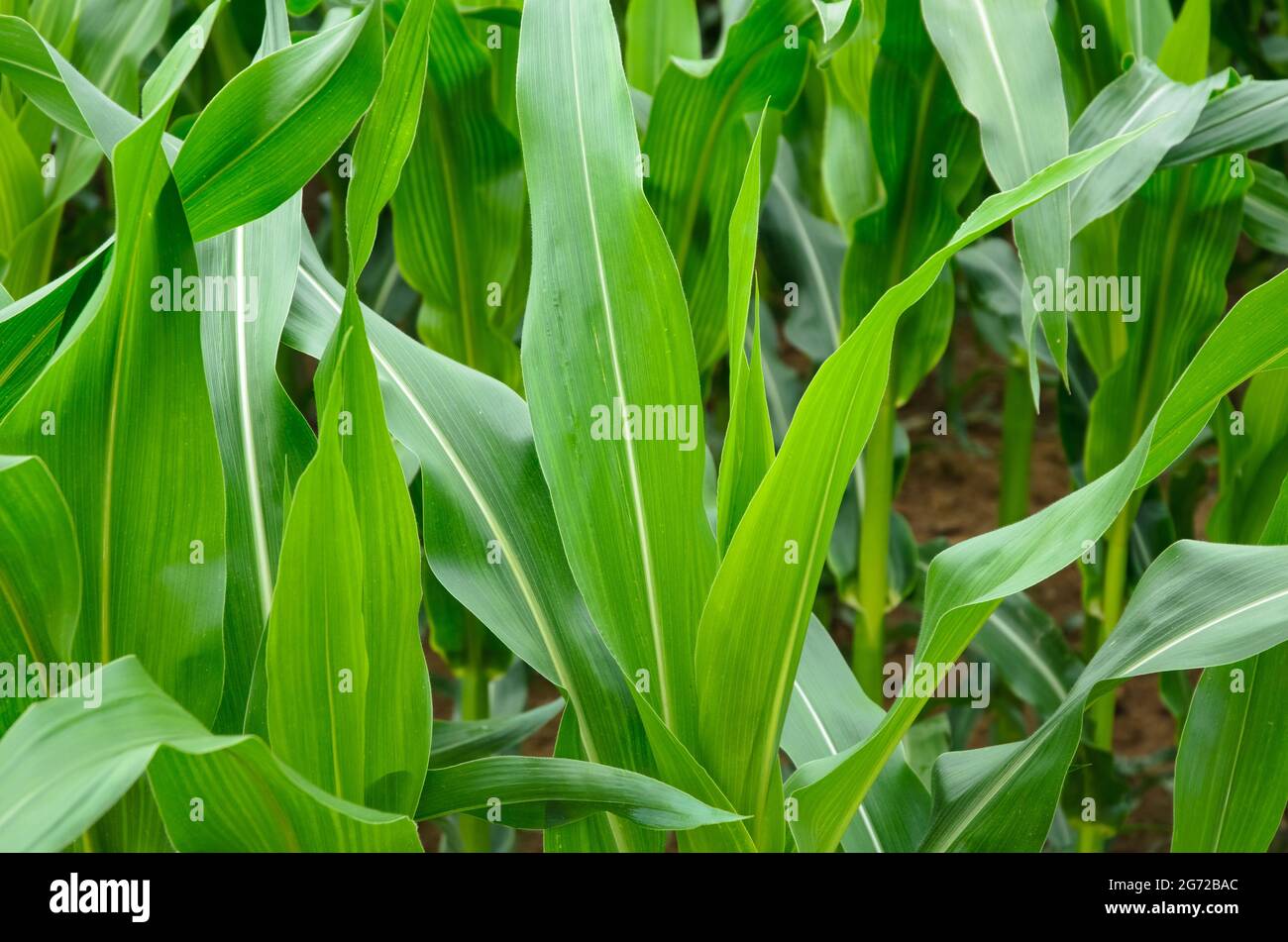 Corn field with maize plants (Zea mays), growing in an agricultural ...