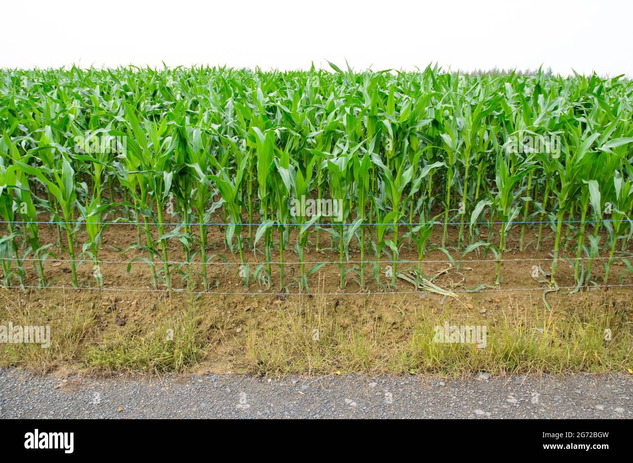 Plants growing fence hi-res stock photography and images - Alamy