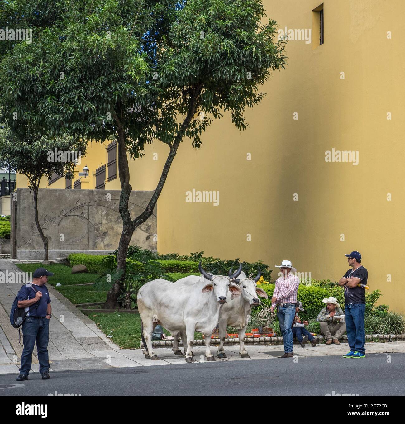 Animal ox hi-res stock photography and images - Alamy