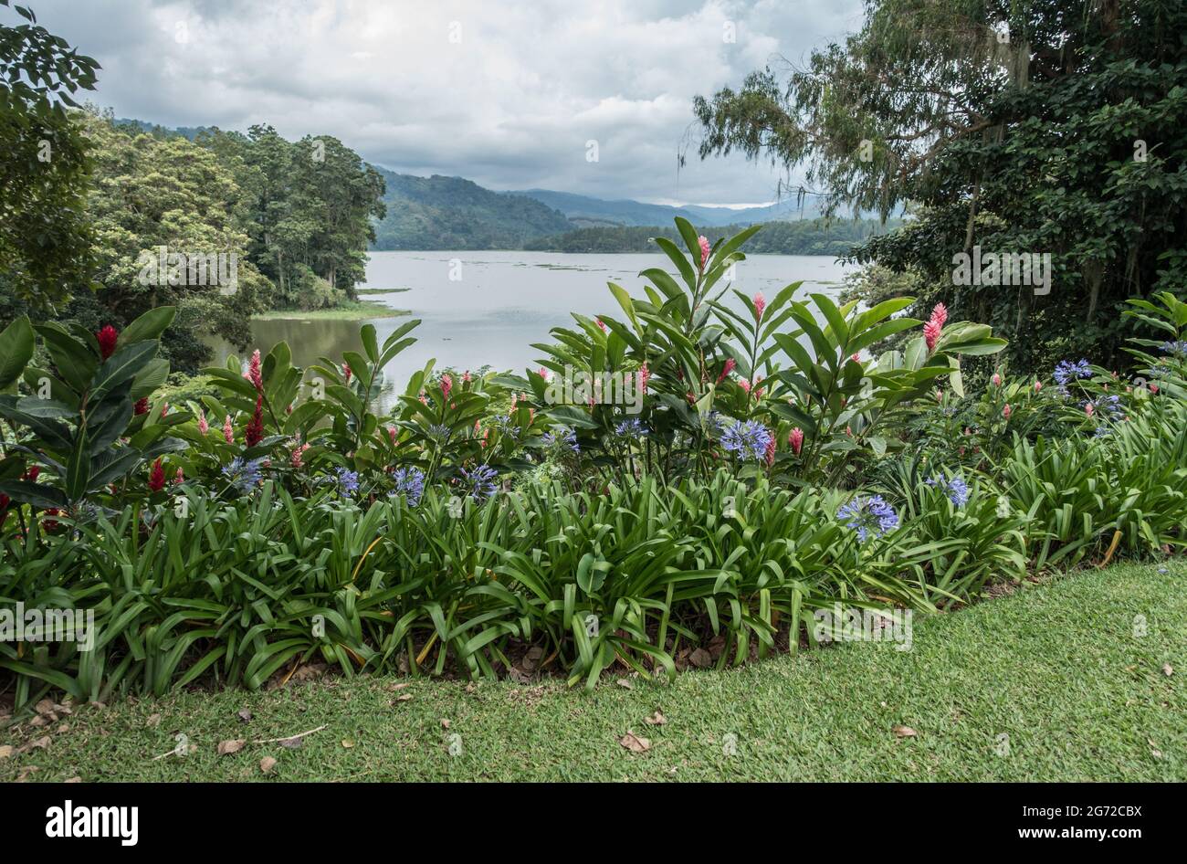 Flowers on the edge of Cachi Lake in the Orosi valley, Costa Rica Stock ...