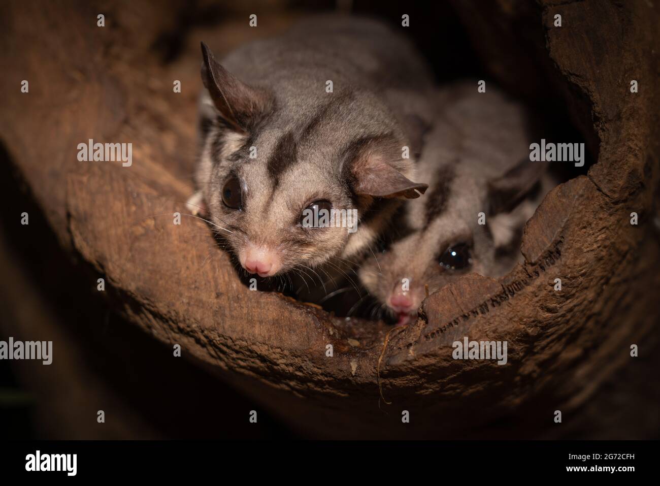 Closeup of two cute Sugar Glider Petaurus breviceps Stock Photo - Alamy