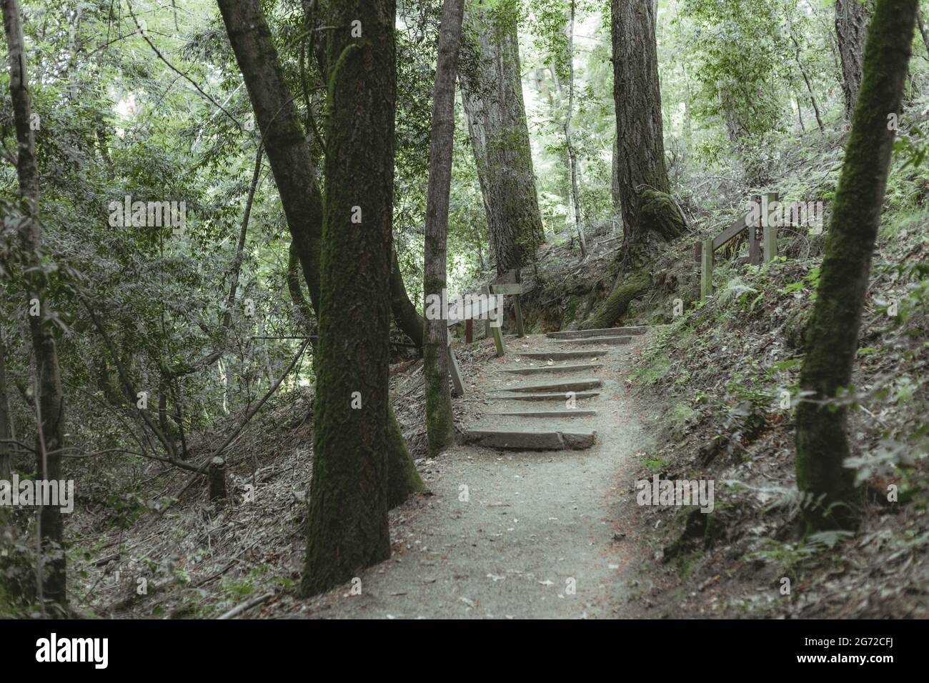 Small old bridge in a forest covered in greenery in the daylight Stock ...