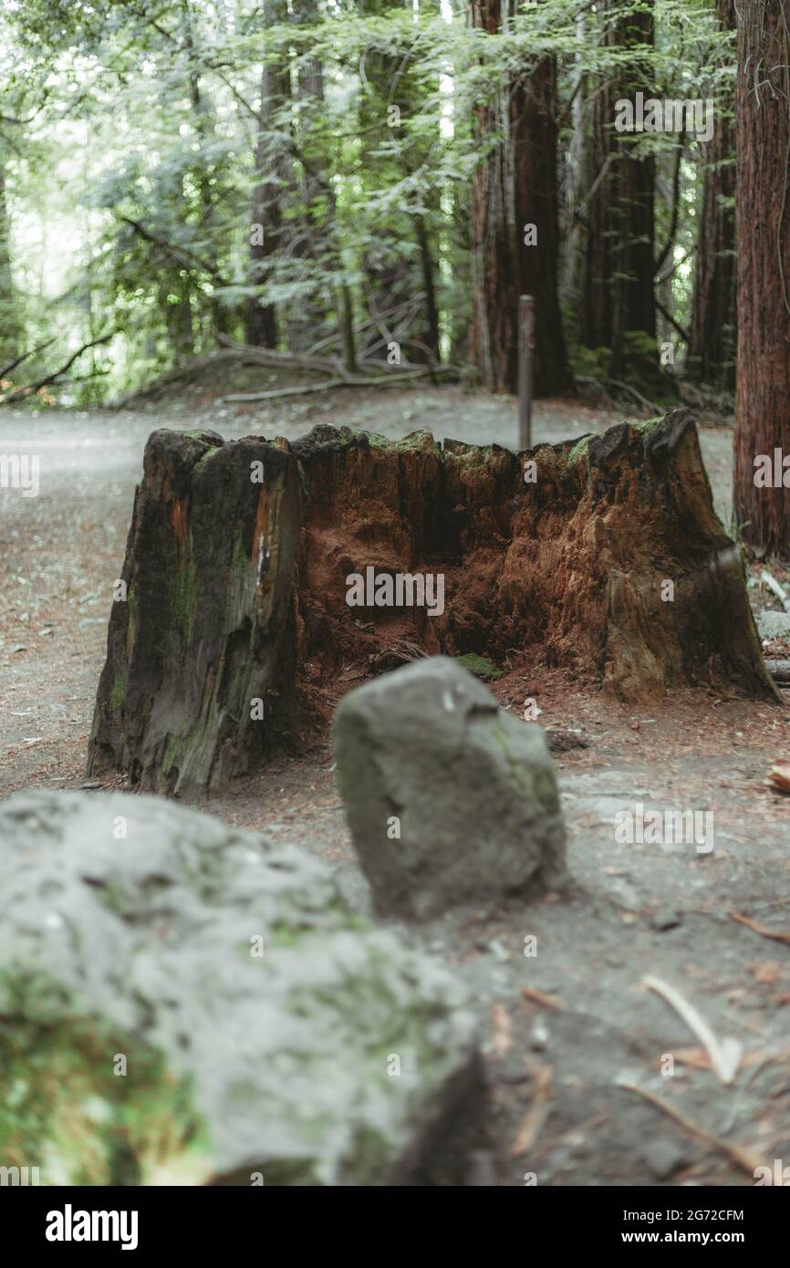 Vertical shot of an old rotten tree stump in a forest in the daylight ...