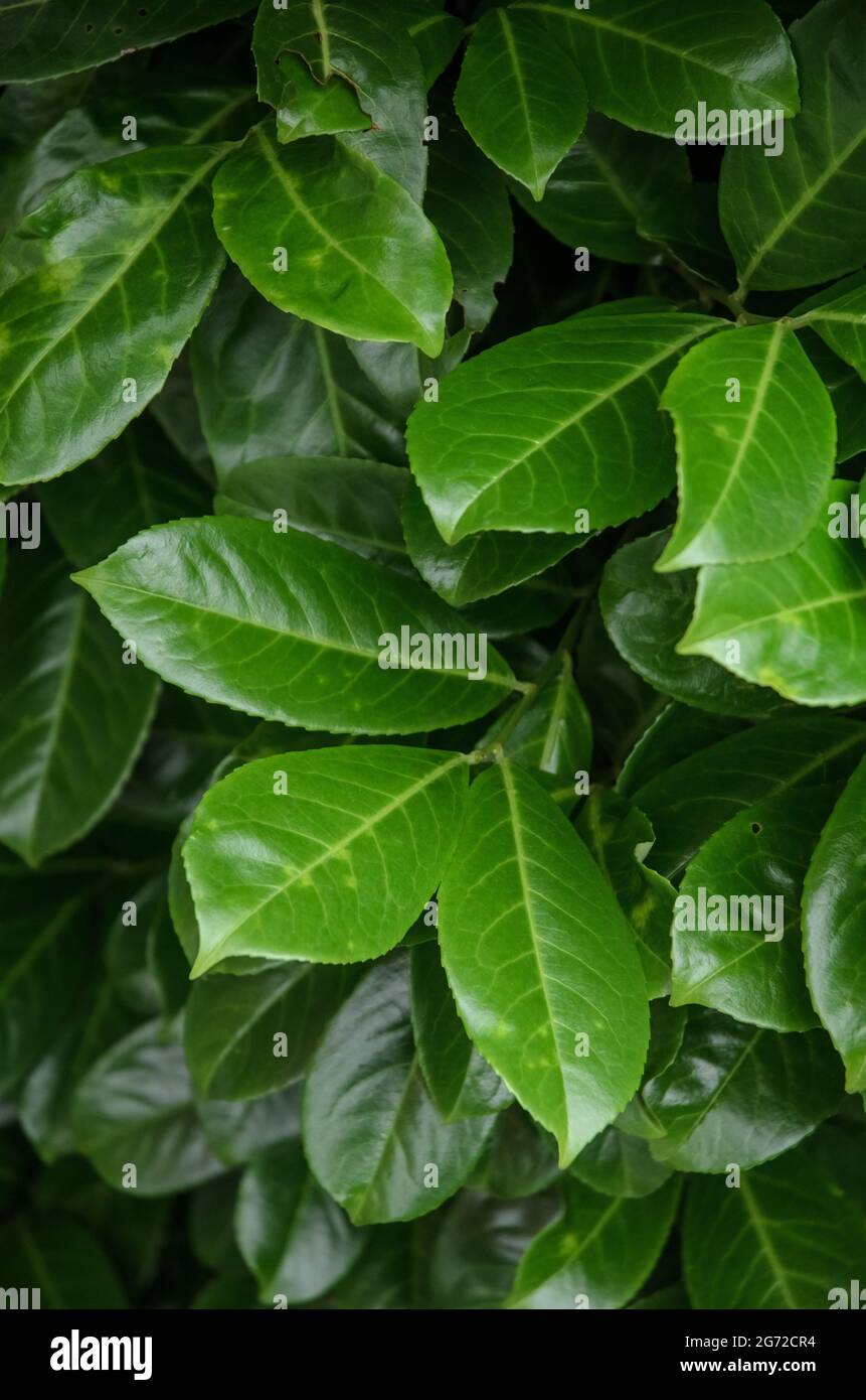 Prunus laurocerasus common laurel cherry laurel hi-res stock ...