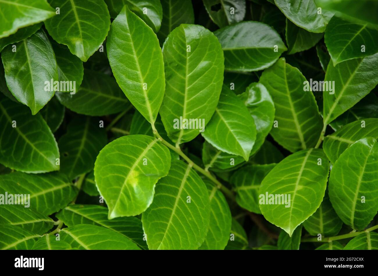 Prunus laurocerasus common laurel cherry laurel hi-res stock ...