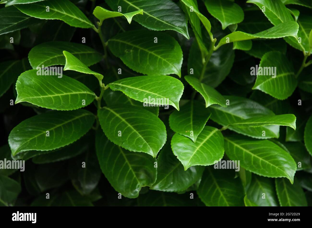 Prunus laurocerasus common laurel cherry laurel hi-res stock ...