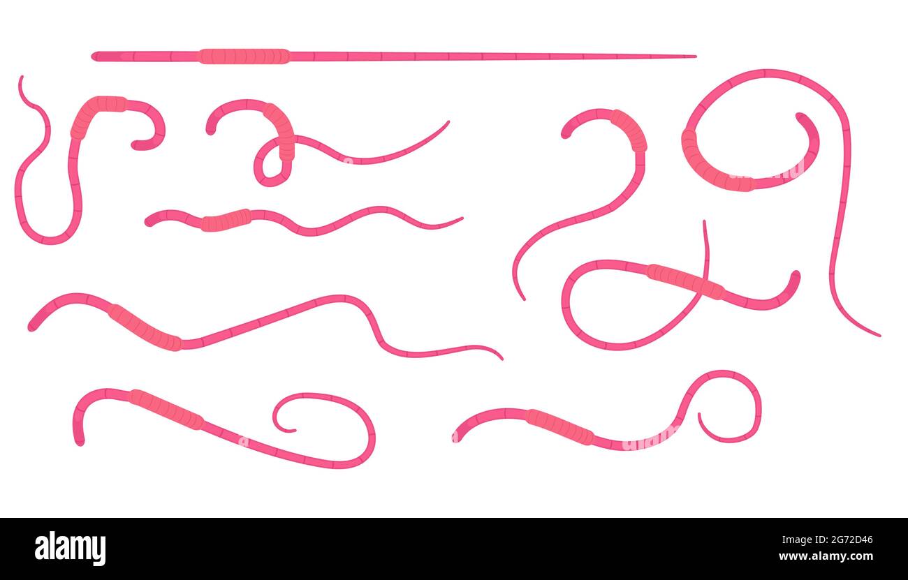 Earthworms crawling set isolated on white background. Burrowing annelid ...