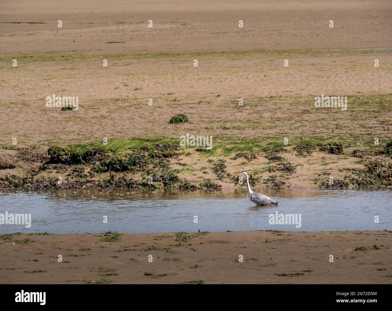 Horsey Island, Braunton Marsh, Devon, UK at low tide, with grey heron ...