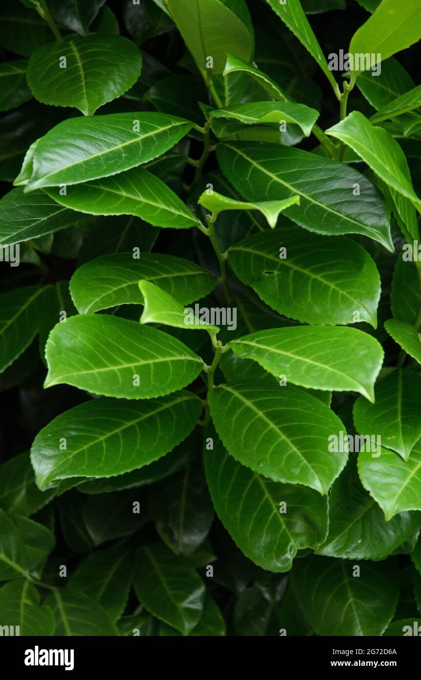 Prunus laurocerasus common laurel cherry laurel hi-res stock ...