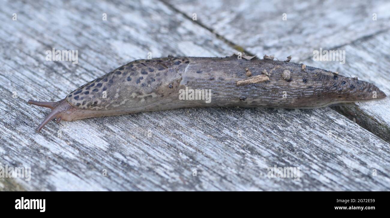 A great grey slug or leopard slug (Limax maximus) crawls over a garden ...