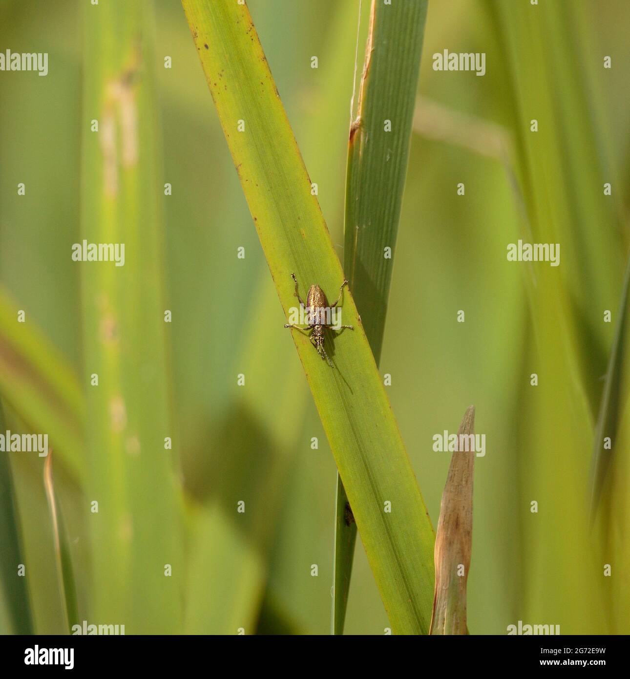 A reed beetle (Donacia marginata Stock Photo - Alamy