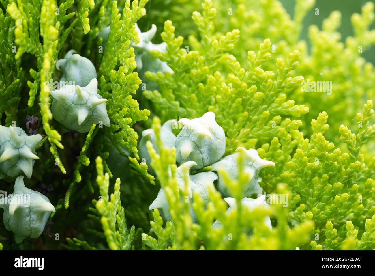 Cypress fruit hi-res stock photography and images - Alamy