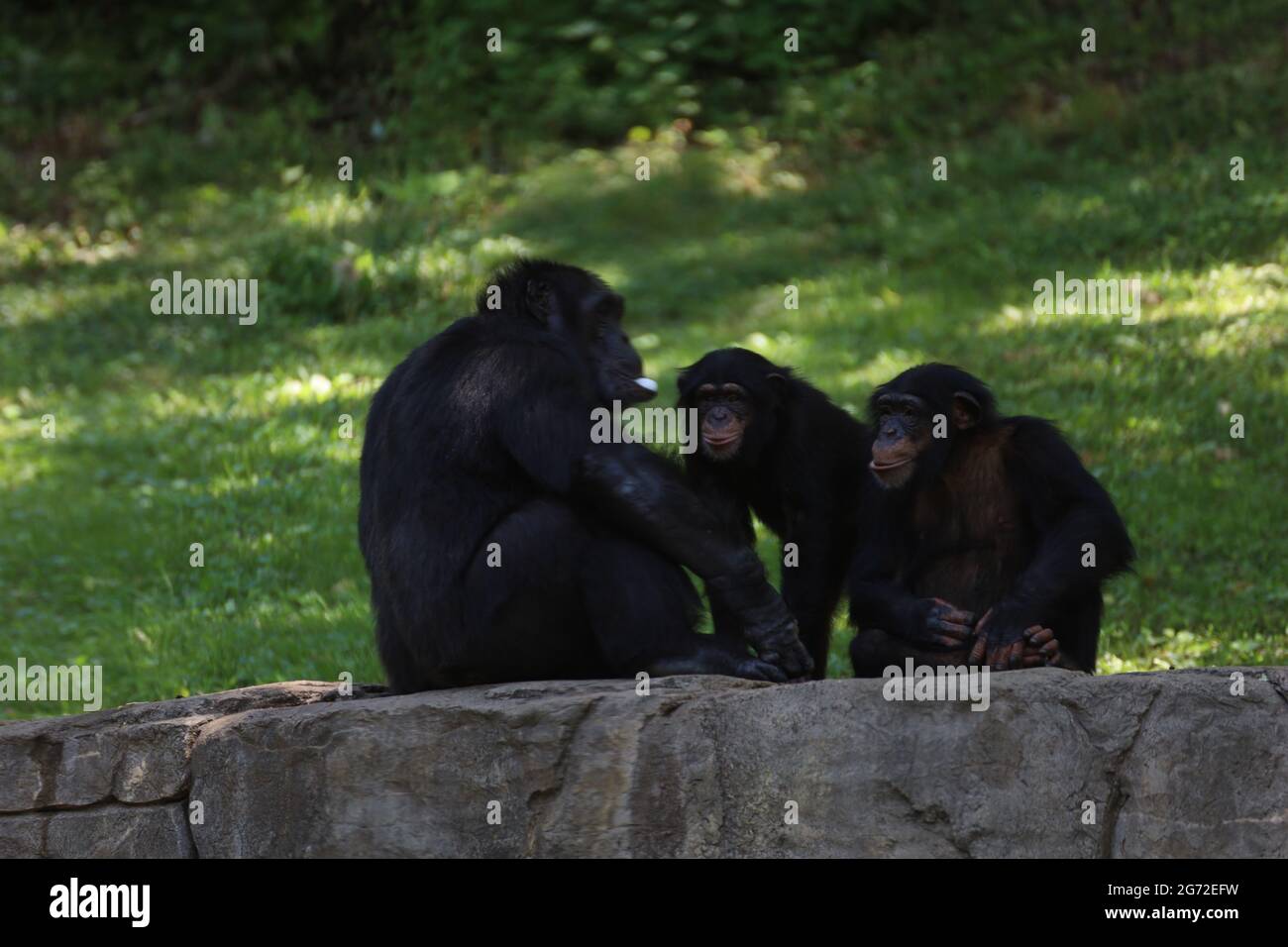 Chimpanzees in Kansas City Zoo in Missouri, the USA Stock Photo - Alamy