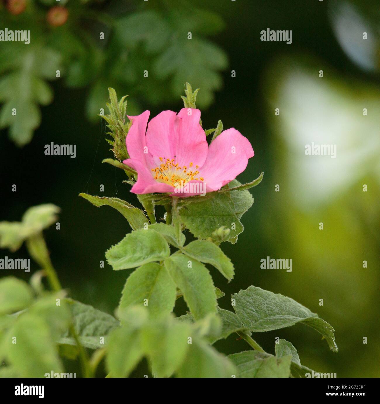 Woodland rose hi-res stock photography and images - Alamy