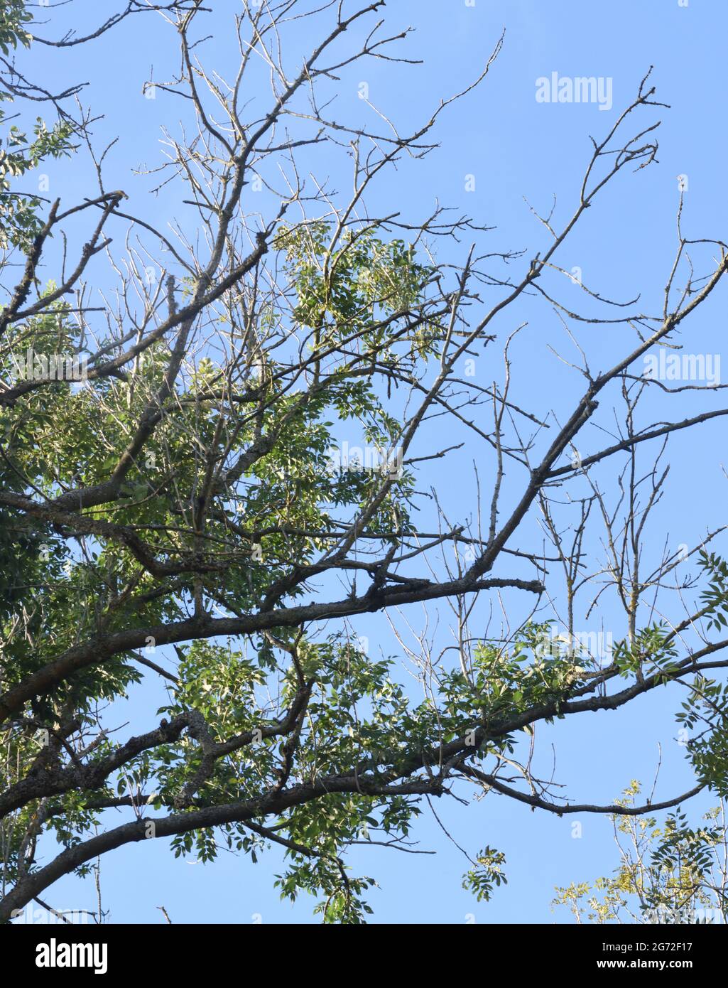 Ash (Fraxinus excelsior) tree suffering from ash dieback. Ash dieback ... Ash (Fraxinus excelsior) tree suffering from ash dieback. Ash dieback ...