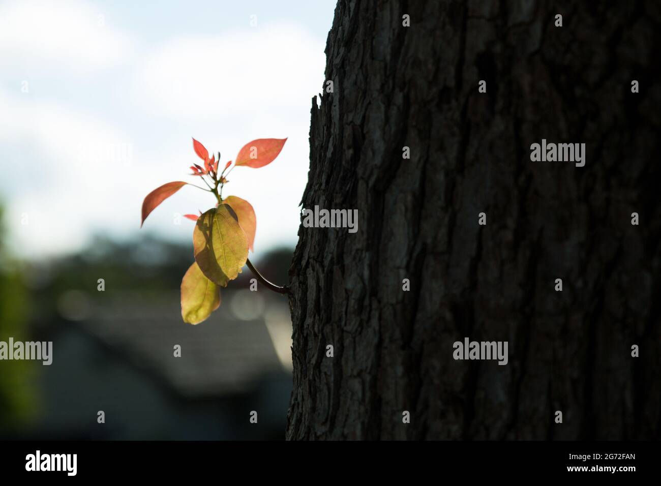 Closeup shot at the autumn leaves on the trunk of a tree Stock Photo ...