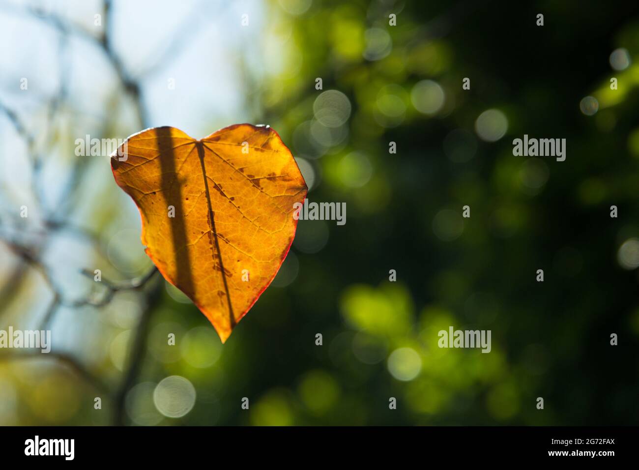 Closeup shot of an autumn leaf texture in vibrant orange colors with ...