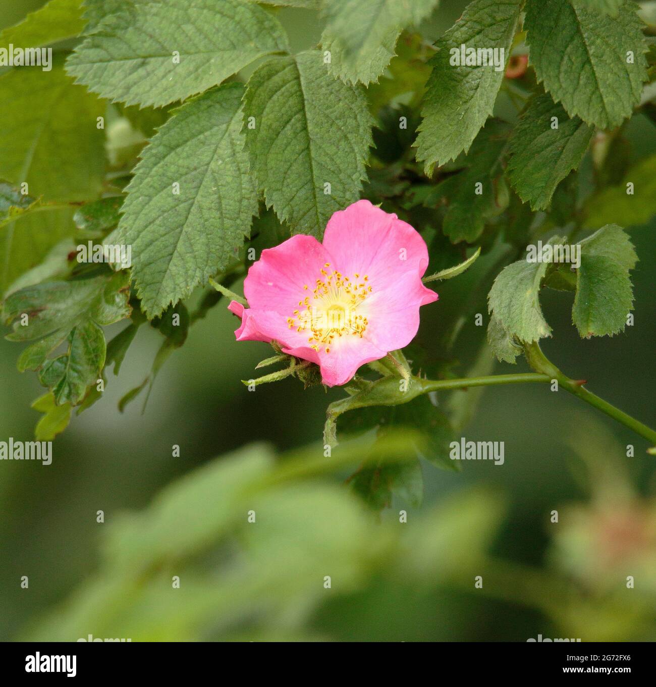 Woodland rose hi-res stock photography and images - Alamy